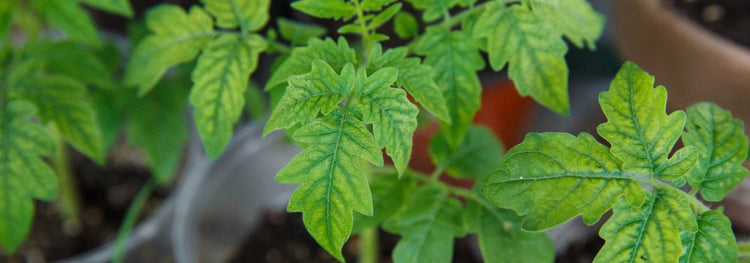Managing Phosphorus Deficiency in Plants: Essential Strategies for Gro ...